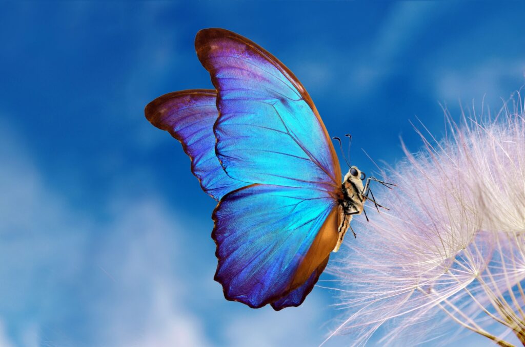 14 Stunning Butterflies That Will Take Your Breath Away