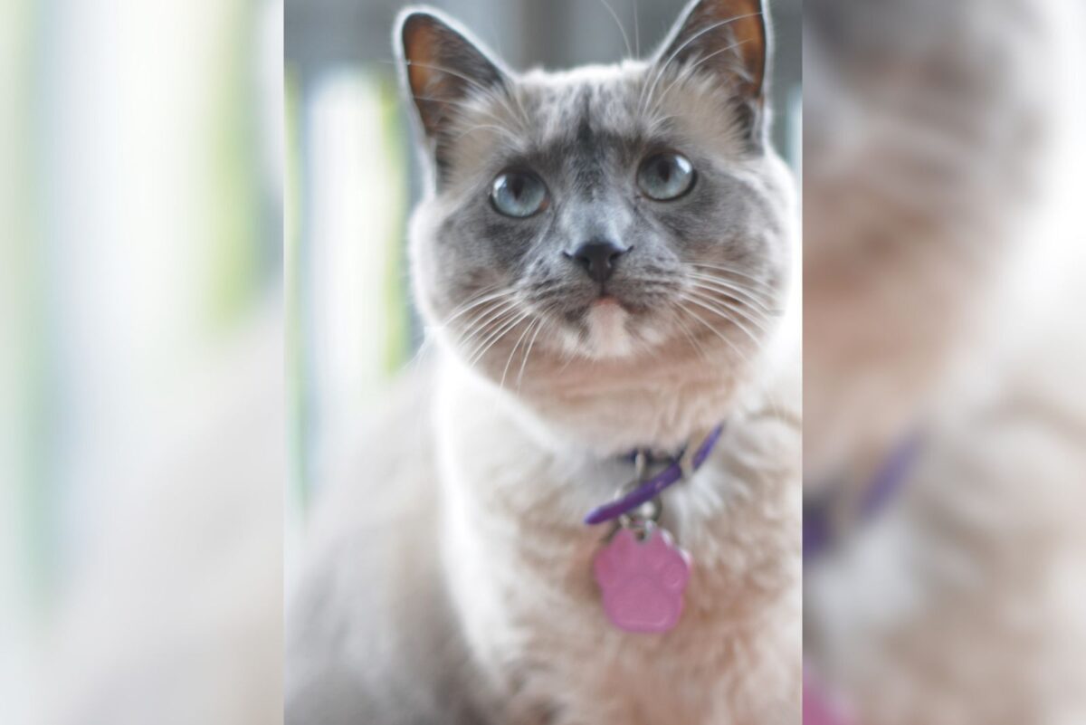 13 Beautiful Snowshoe Cat Colors And Coat Patterns You’ll Fall In Love With
