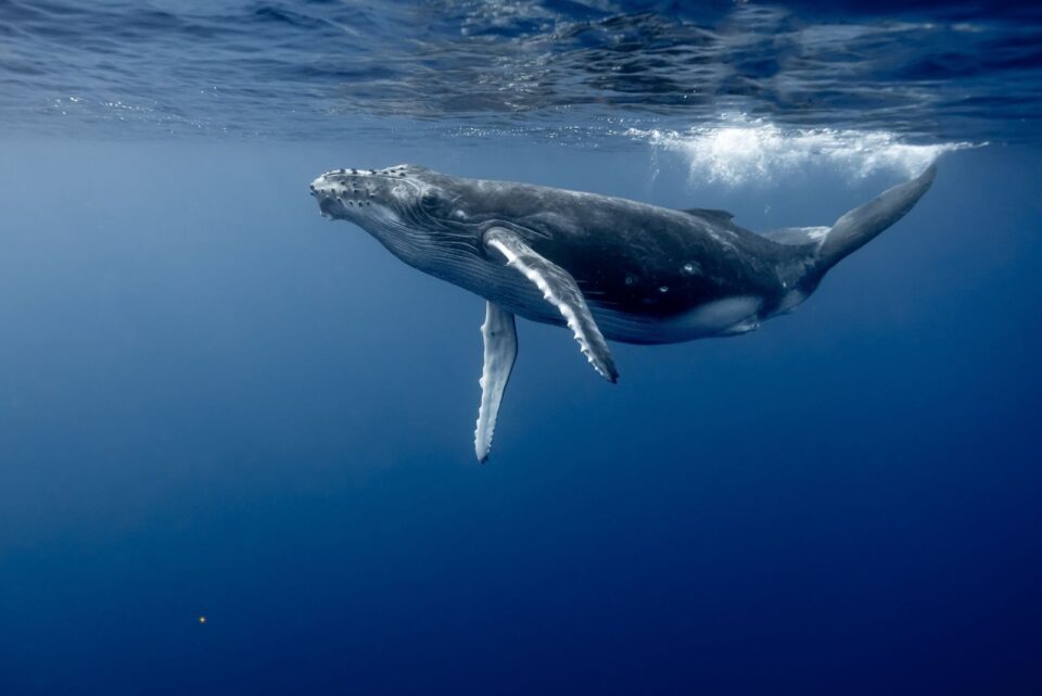 26 Most Intelligent Animals On Earth