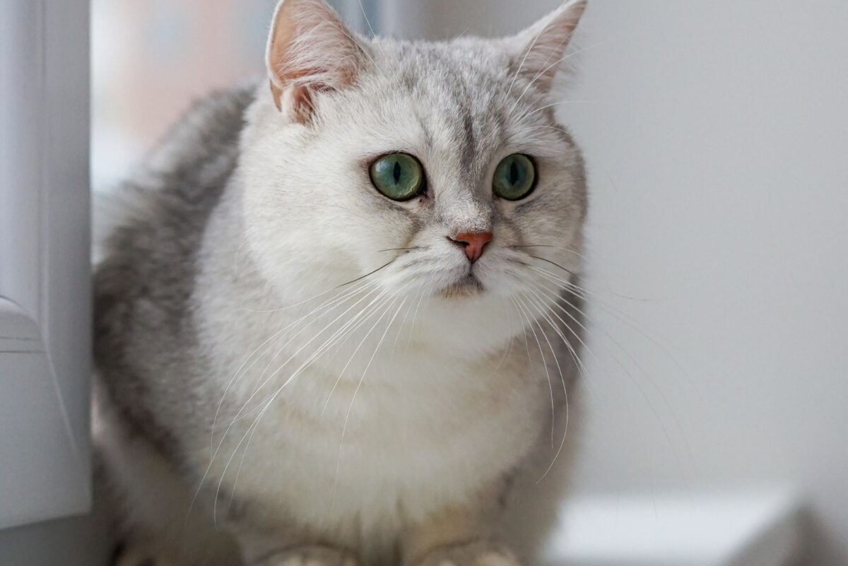 13 Gray Cat Breeds With Gorgeous Green Eyes
