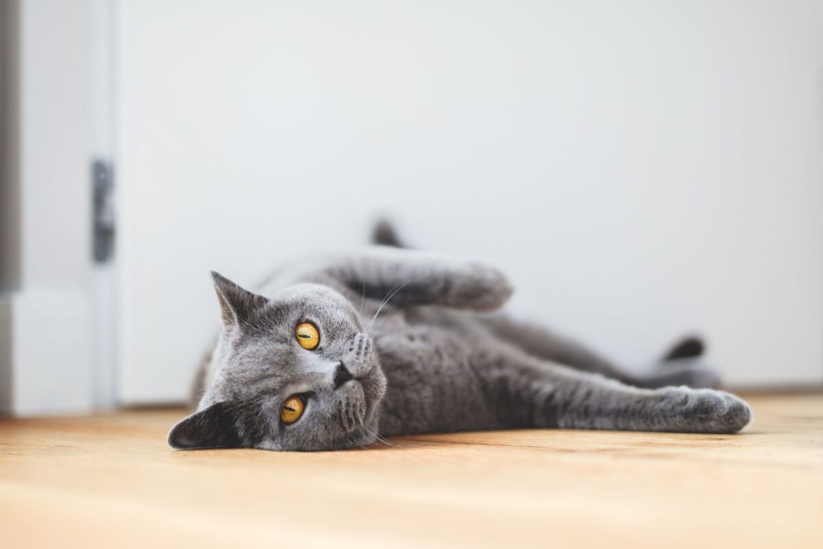 17 Laid-Back Cat Breeds Perfect For People Who Love To Relax