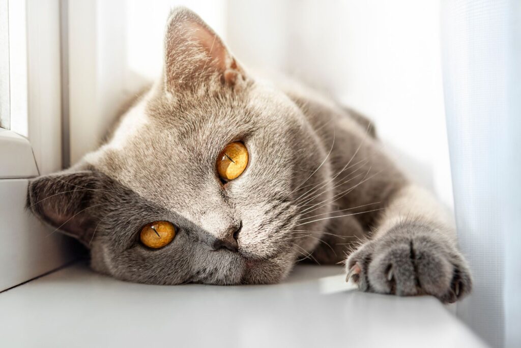 TOP 10 Domestic Cats With Yellow Eyes