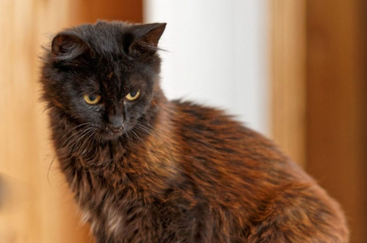 20 Most Famous Brown Cat Breeds Everyone’s Talking About
