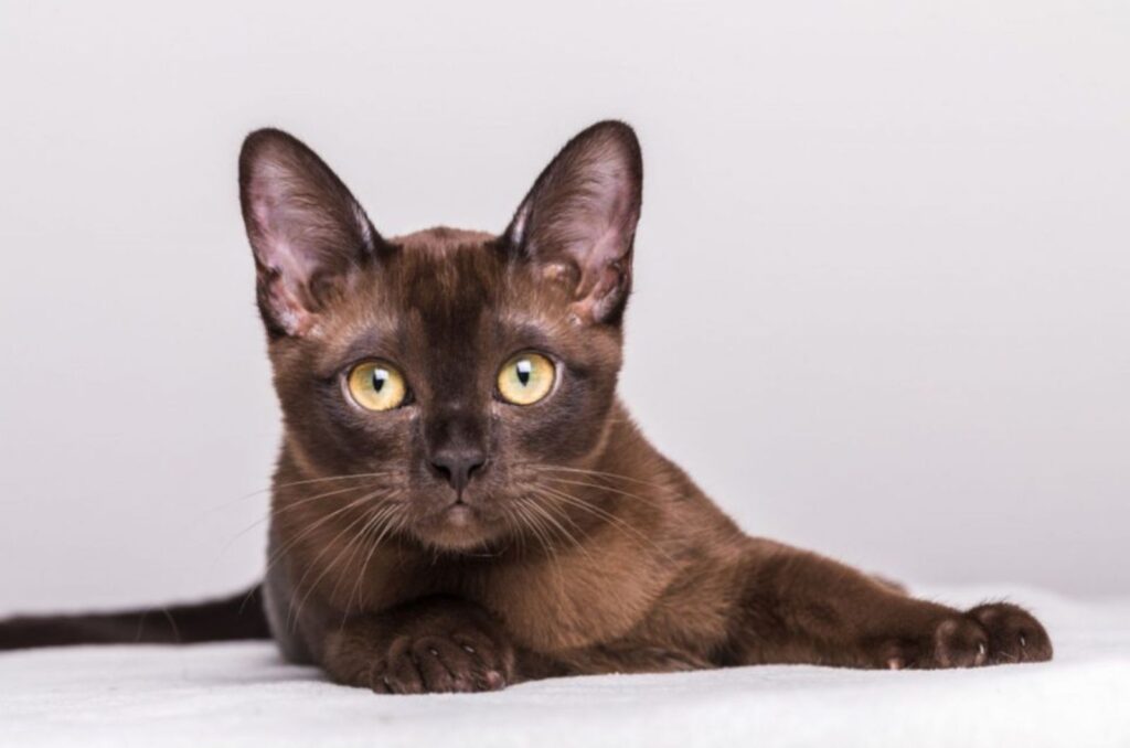 20 Most Famous Brown Cat Breeds Everyone’s Talking About