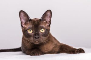 20 Most Famous Brown Cat Breeds Everyone’s Talking About