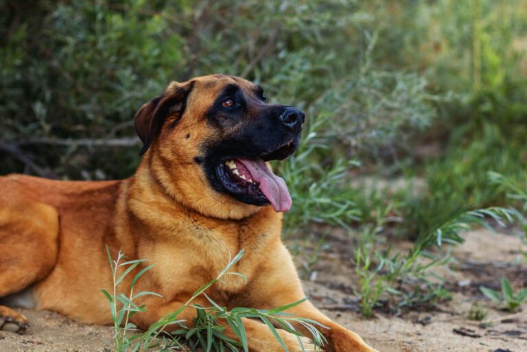 11 Intriguing Facts About The Mastiff Shepherd Mix
