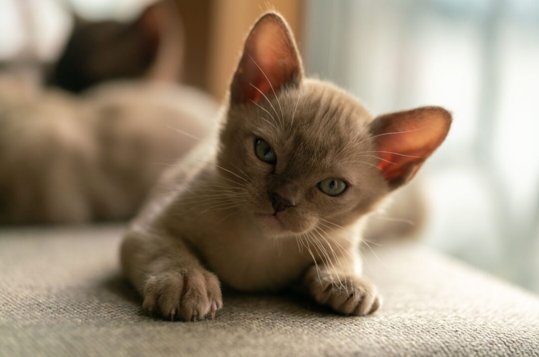 18 Cat Breeds With Weirdly Small Heads