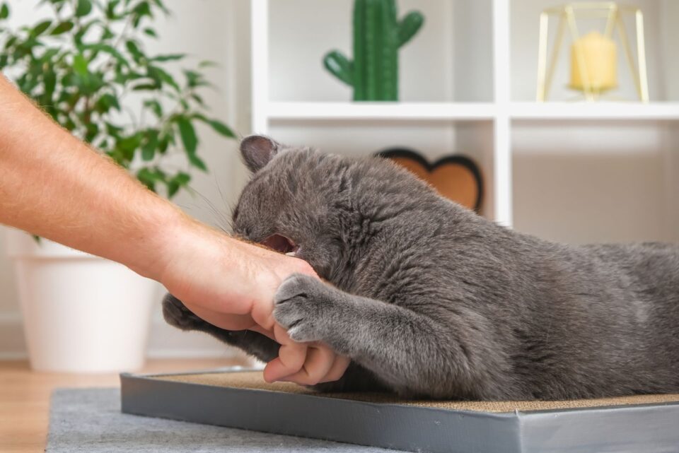 12 Unexpected Reasons Why Your Cat Grabs Your Hand And Bites You