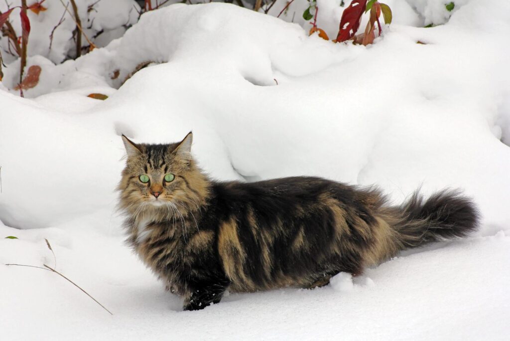 12 Interesting Facts You Didn't Know About Cats And Their Winter Coats