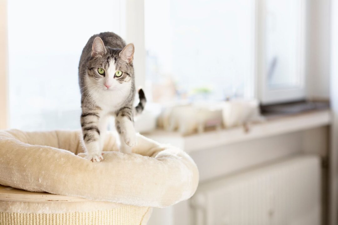 7 Reasons Why Cats Love To Make Biscuits (And What It Means)