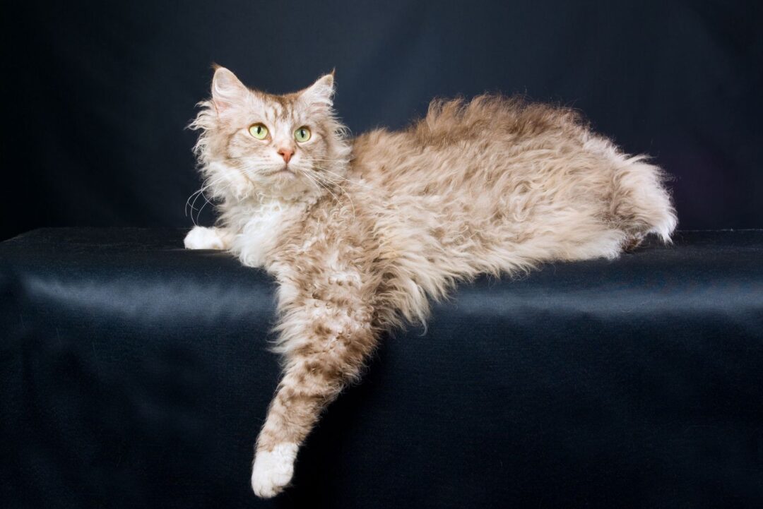 34 Rare And Exotic Cat Breeds I Bet You’ve Never Heard Of
