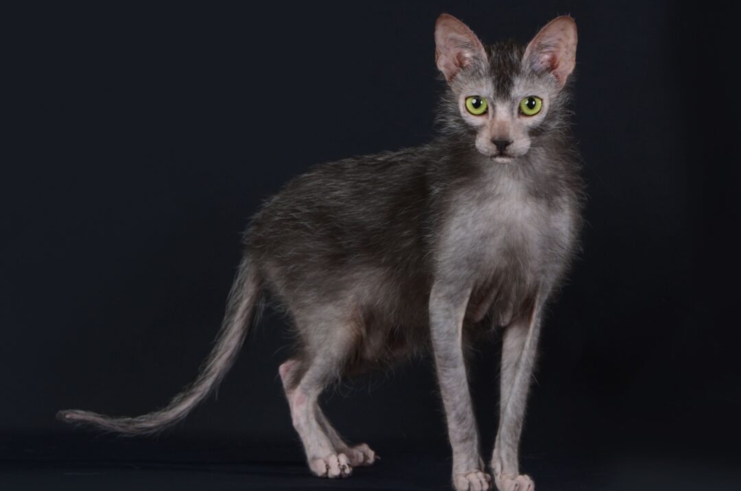 13 Hairless Cat Breeds That Redefine Feline Elegance