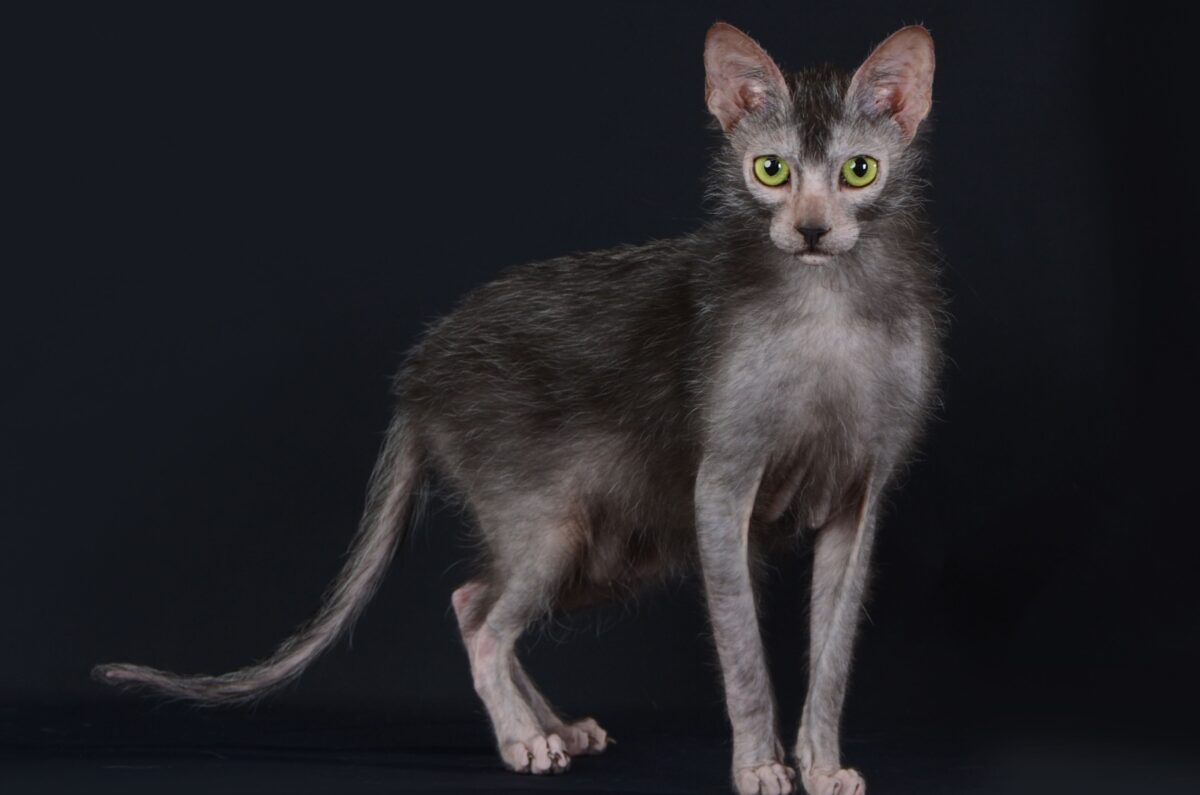13 Hairless Cat Breeds That Redefine Feline Elegance