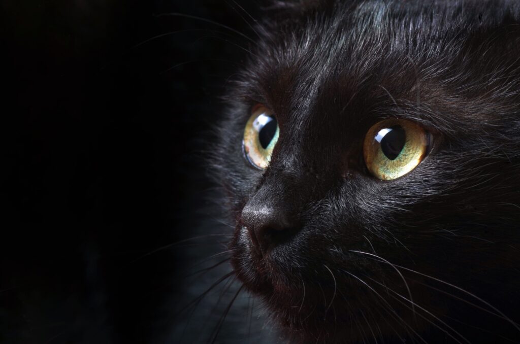 11 Amazing Animals That See Perfectly In The Dark