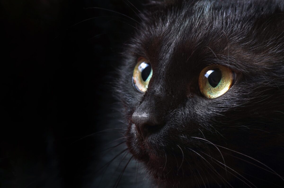 11 Amazing Animals That See Perfectly In The Dark