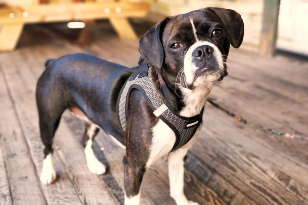 17 Cavalier King Charles Spaniel Mixes Nobody Can't Resist