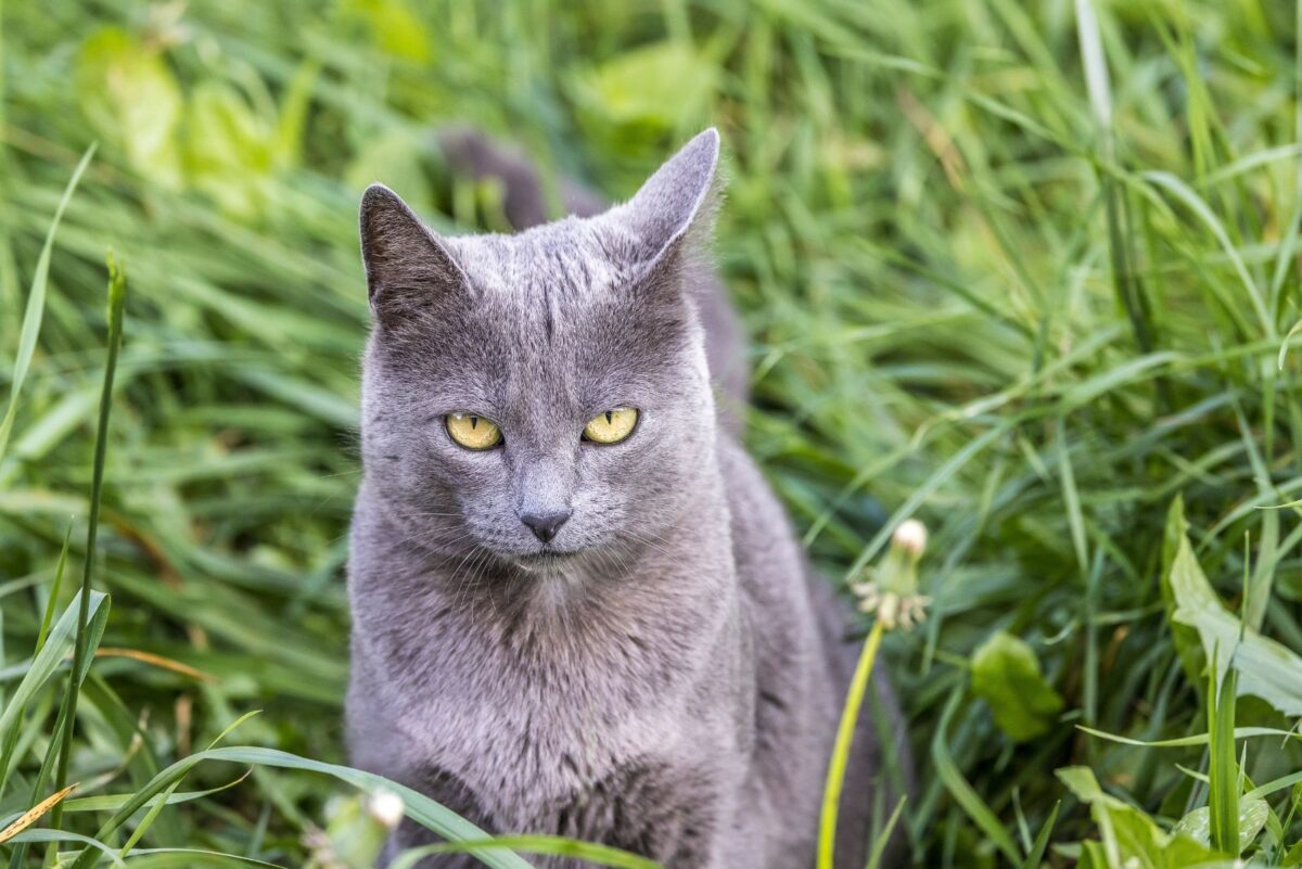 13 Gray Cat Breeds With Gorgeous Green Eyes