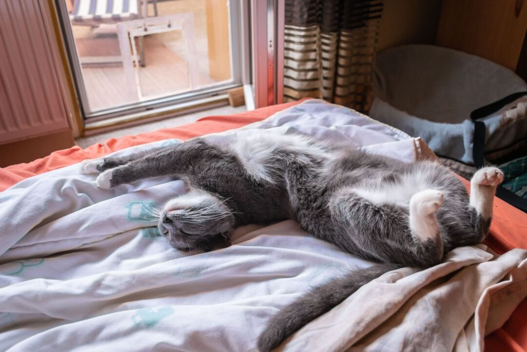 17 Laid-Back Cat Breeds Perfect For People Who Love To Relax