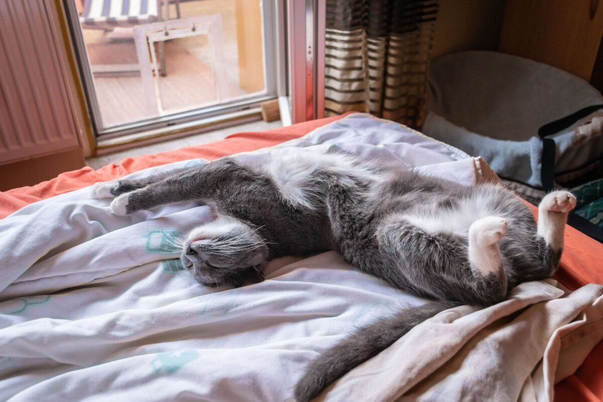 17 Laid-Back Cat Breeds Perfect For People Who Love To Relax