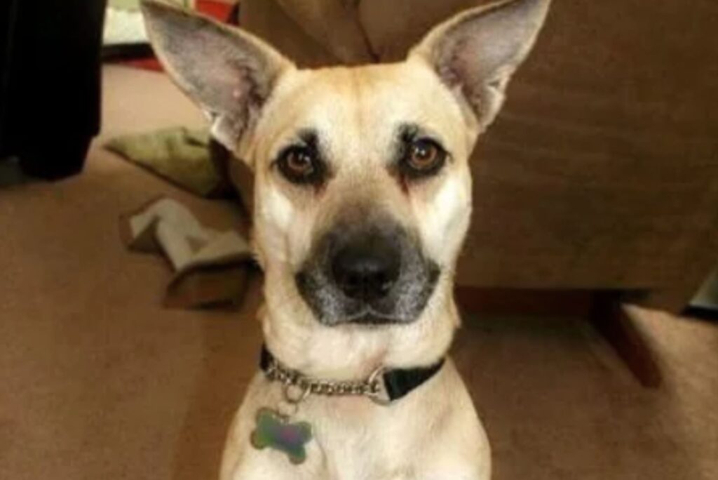 9 Things About The Great Dane And Chihuahua Mix I Bet You Didn’t Know