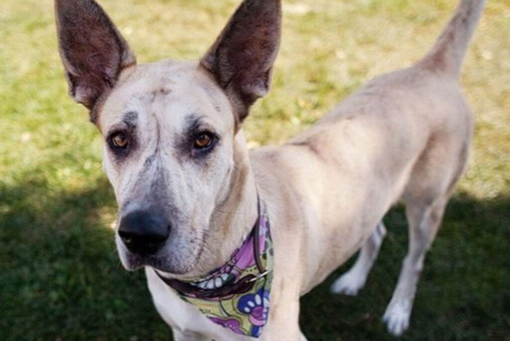 9 Things About The Great Dane And Chihuahua Mix I Bet You Didn’t Know