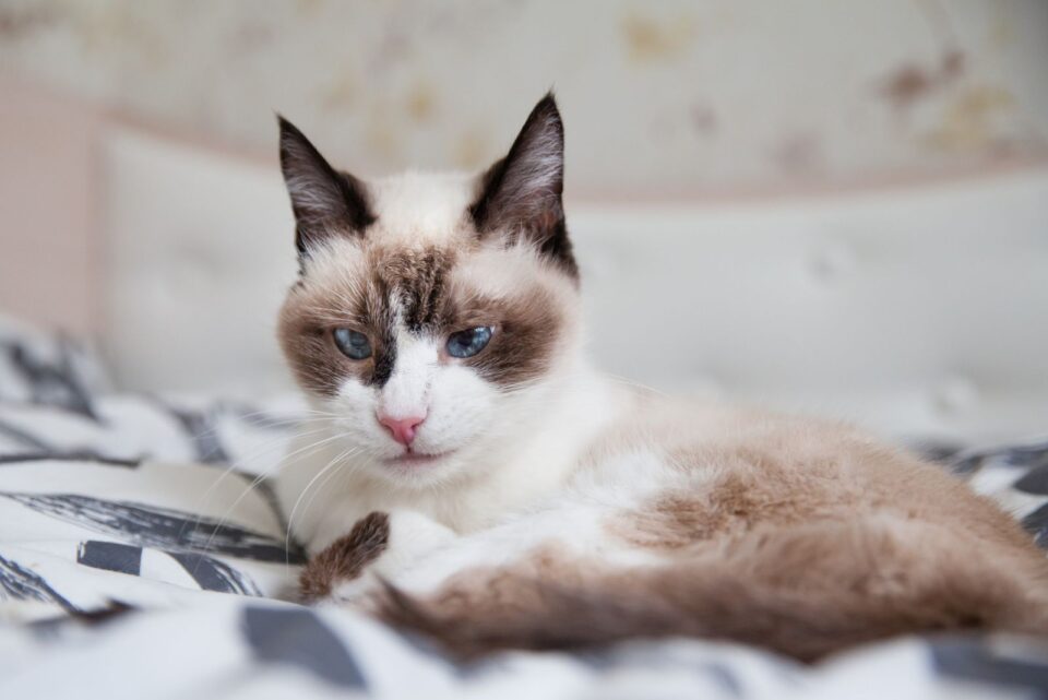 13 Beautiful Snowshoe Cat Colors And Coat Patterns You’ll Fall In Love With