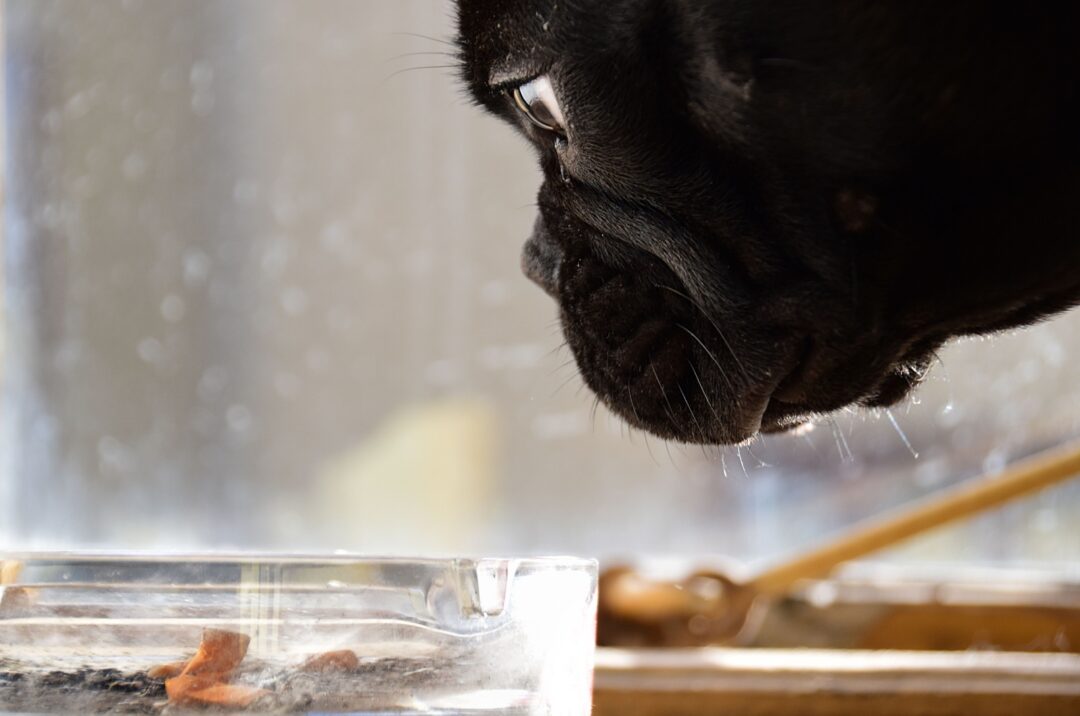 16 Scents Dogs Can’t Stand (And 7 They Really Like)