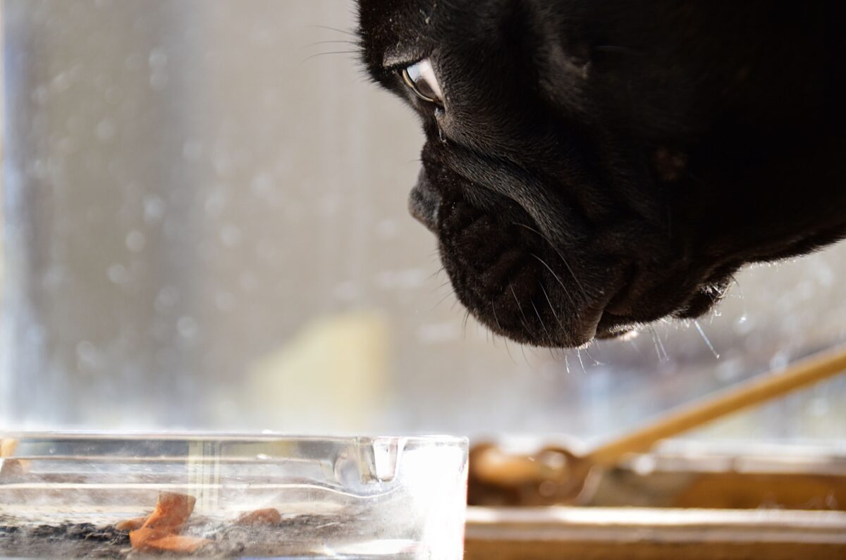 16 Scents Dogs Can’t Stand (And 7 They Really Like)