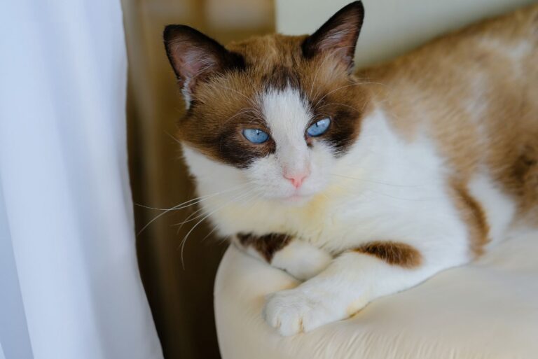 13 Beautiful Snowshoe Cat Colors And Coat Patterns You’ll Fall In Love With