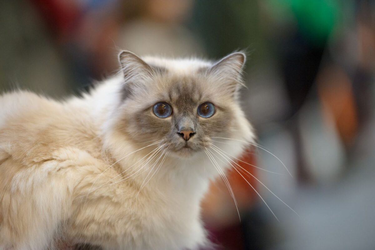 25 Inexpensive Cat Breeds That Make Amazing Companions