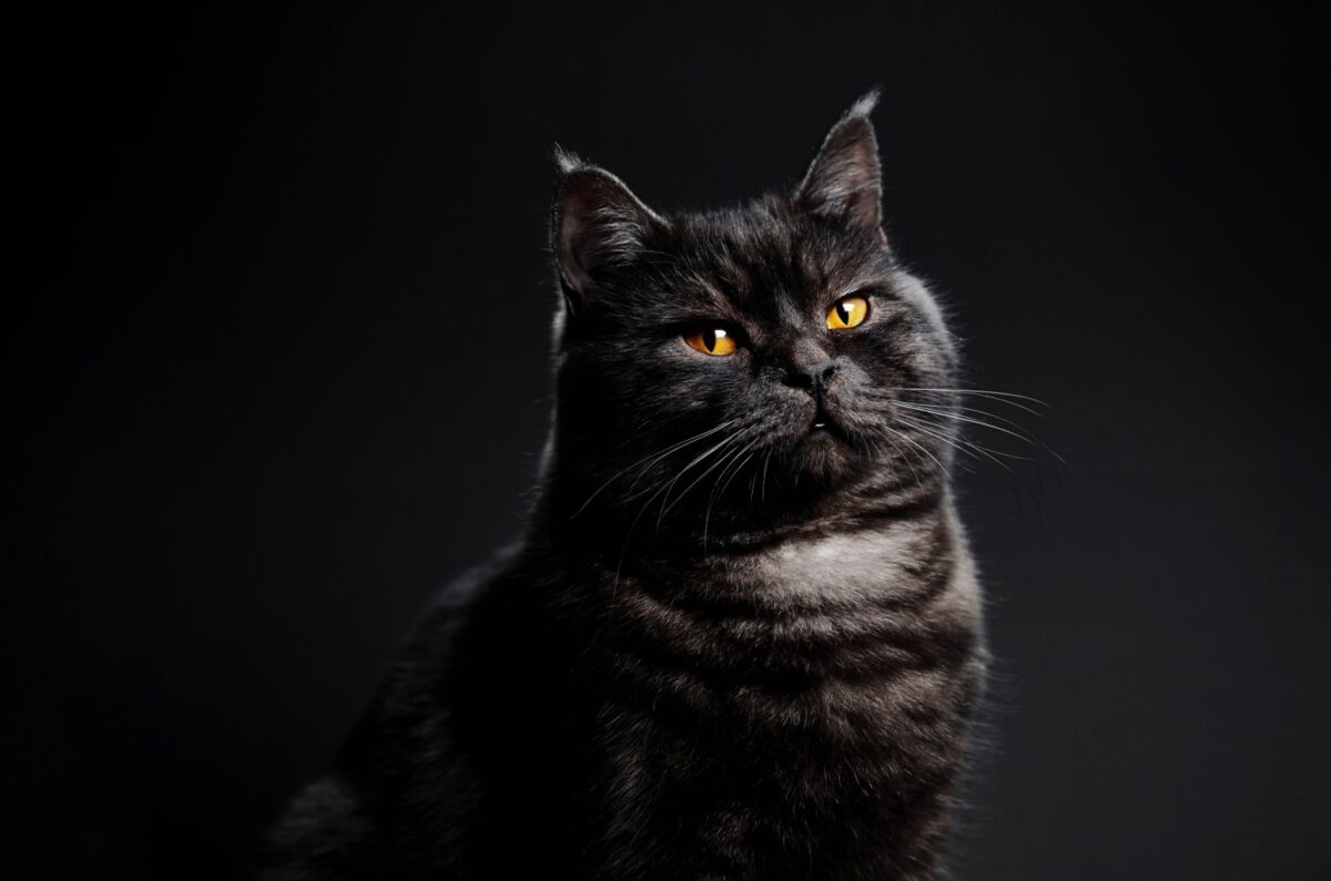 8 Facts About Black Tabby Cats That Will Make You Go Crazy