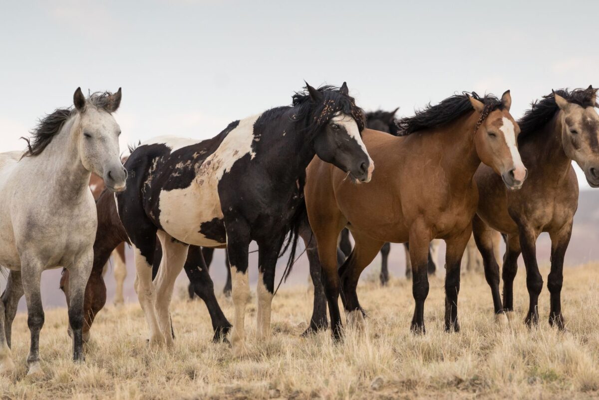 7 U.S. States Where Wild Mustangs Roam Freely In Large Numbers