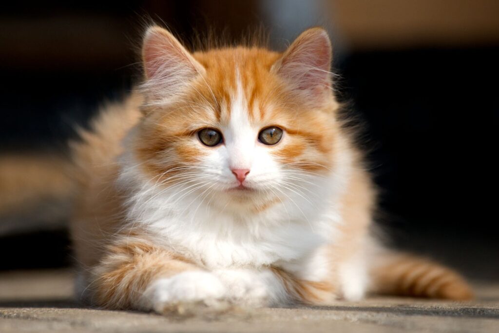 17 Laid-Back Cat Breeds Perfect For People Who Love To Relax