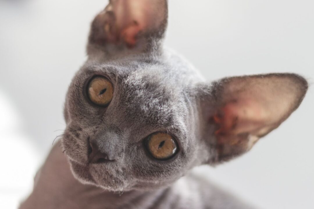 TOP 10 Beautiful Gray Cats With Green Eyes