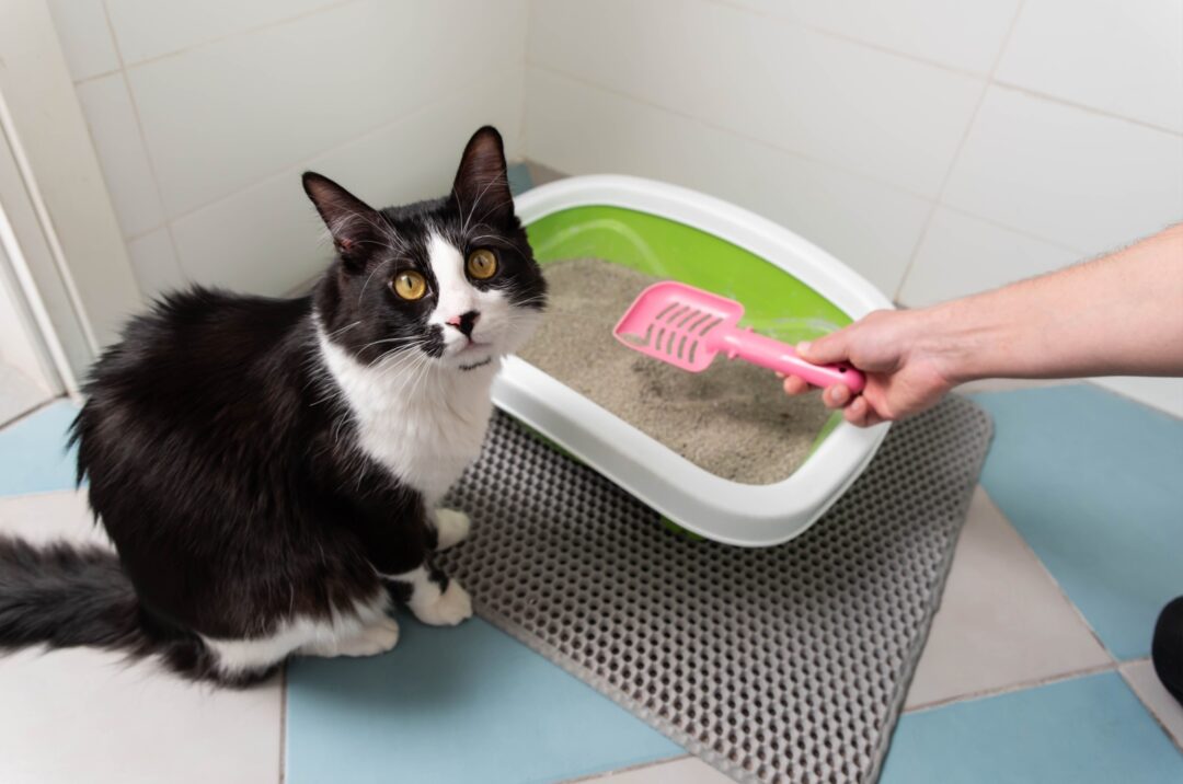 15 Smells Cats Can't Stand (And 5 Scents They Adore!)