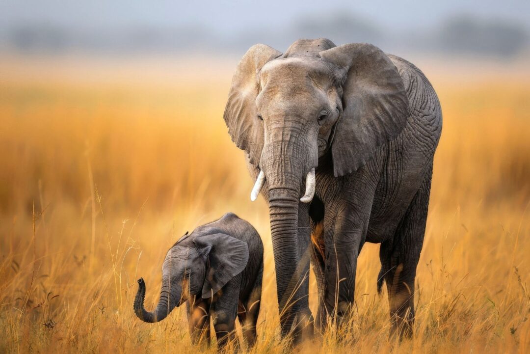 16 Incredible Creatures That Once Roamed As Giants