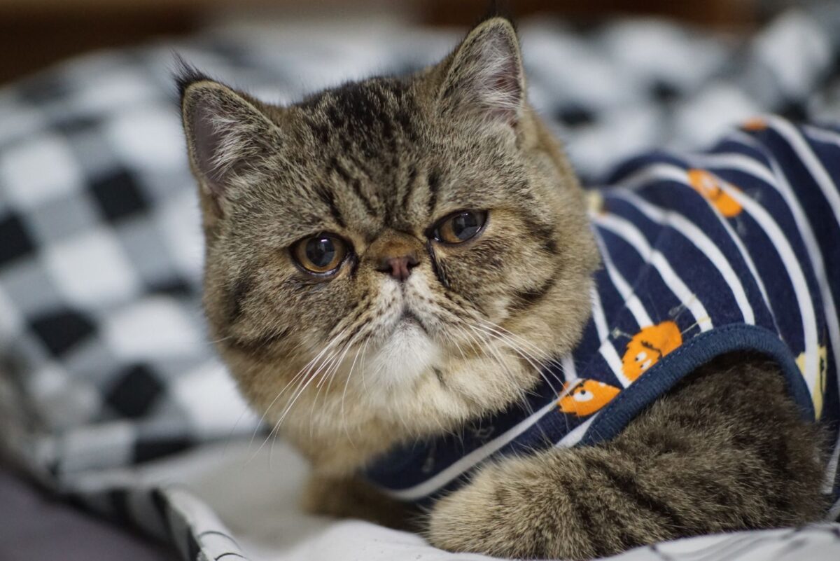 14 Cat Breeds With Surprisingly Big Heads