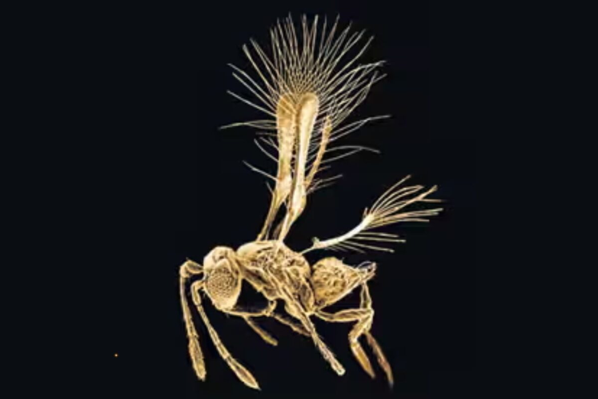 15 Tiniest Animals You Won’t Believe Are This Small