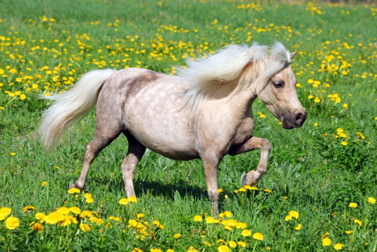 23 Small Horse Breeds From Around The World That Will Steal Your Heart