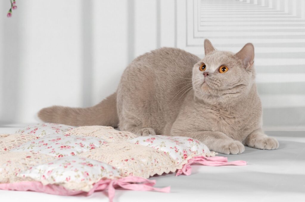 25 Beautiful And Rare Cat Colors And Patterns