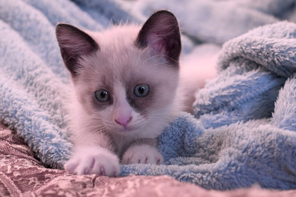 13 Beautiful Snowshoe Cat Colors And Coat Patterns You’ll Fall In Love With