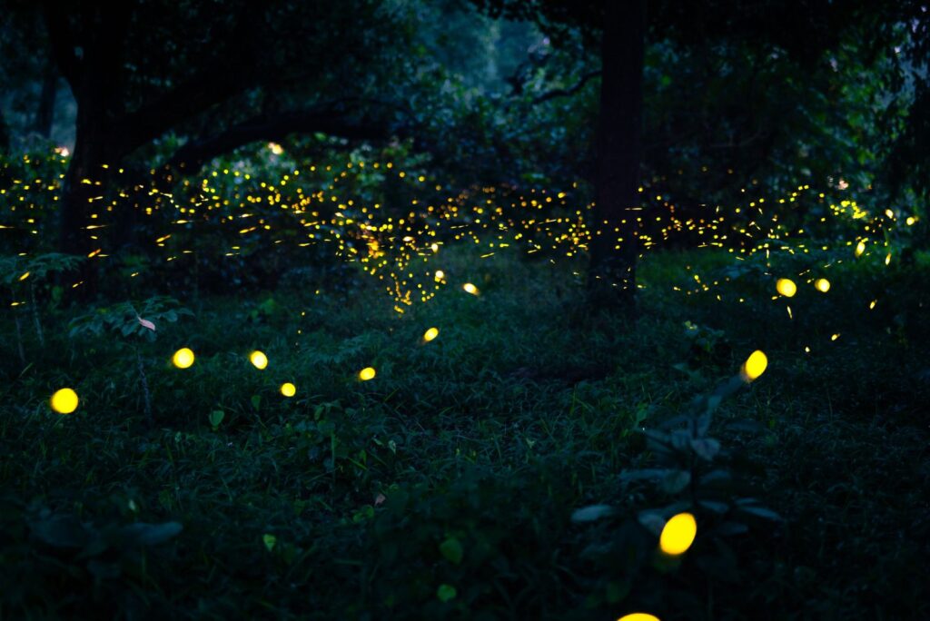 8 Nocturnal Animals You Rarely See During The Day Because They Rule The ...