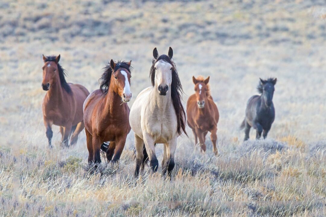 7 U.S. States Where Wild Mustangs Roam Freely In Large Numbers