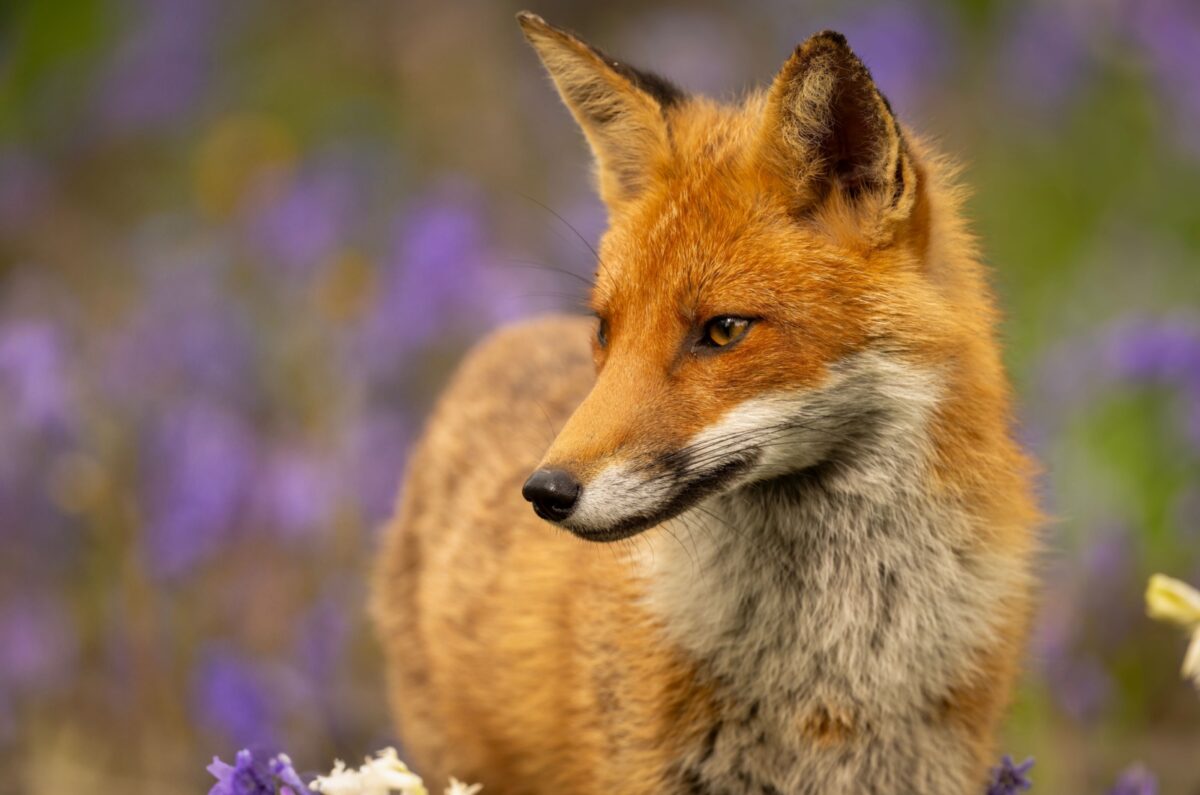 11 Amazing Animals That See Perfectly In The Dark