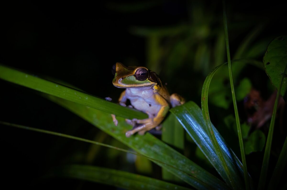 11 Amazing Animals That See Perfectly In The Dark