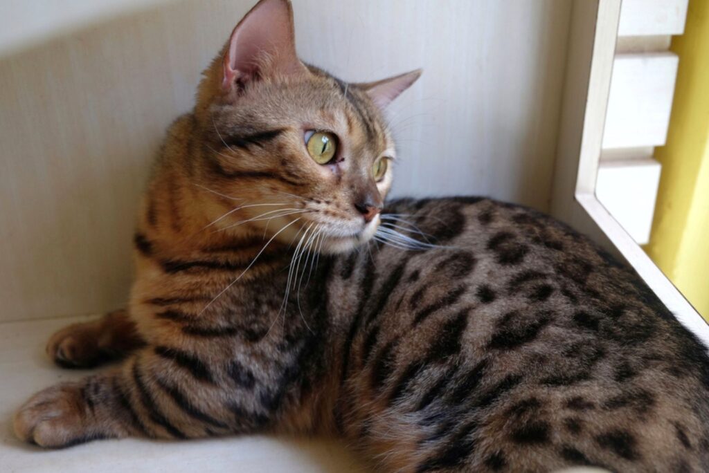 10 Short-Legged Cat Breeds You’ll Fall In Love With