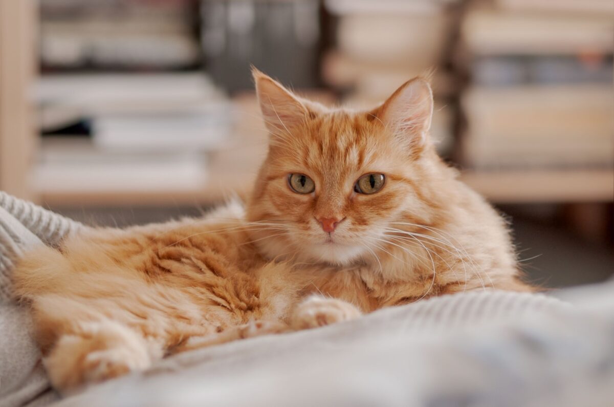 13 Cat Legends And Myths You Probably Never Heard Of