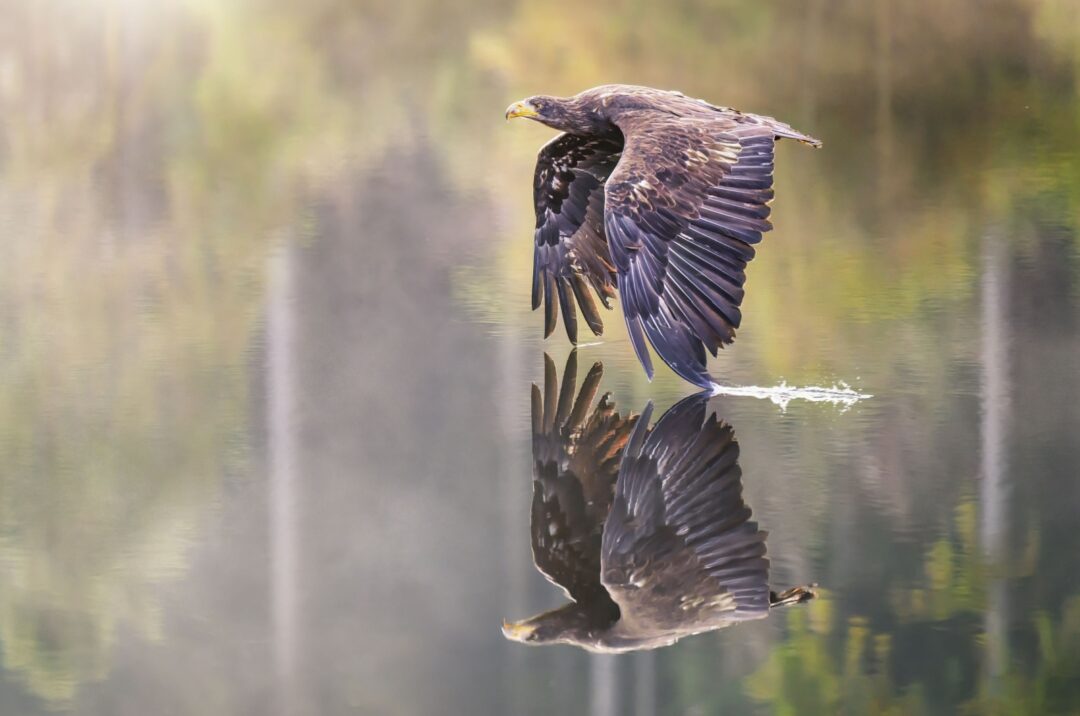 12 Fearsome Birds Of Prey In America And Their Incredible Hunting Skills
