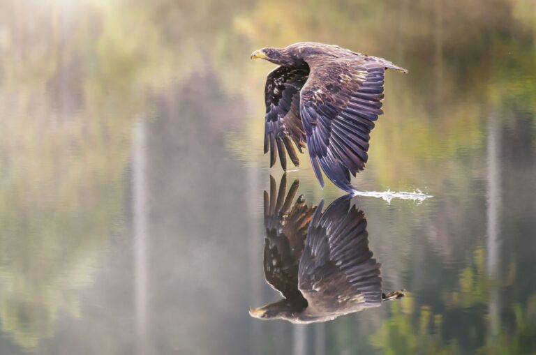 12 Fearsome Birds Of Prey In America And Their Incredible Hunting Skills