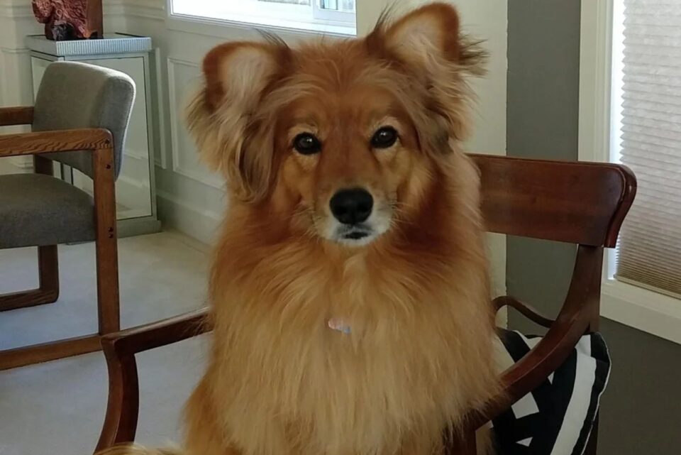 8 Things You Didn’t Know About The Golden Retriever Pomeranian Mix